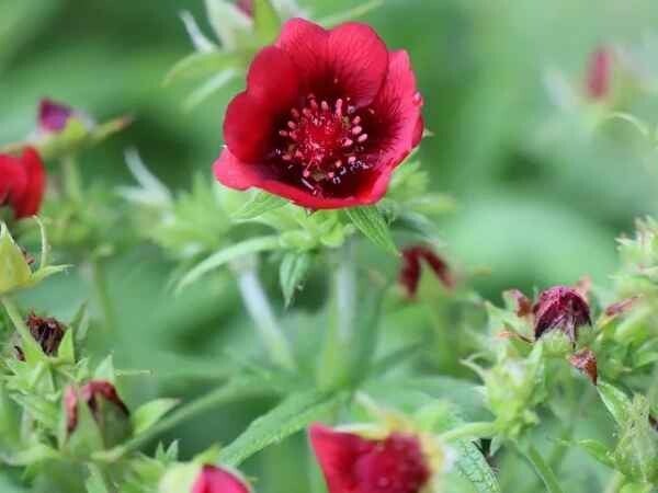 Hobbytuin Puurnatuur Zaden