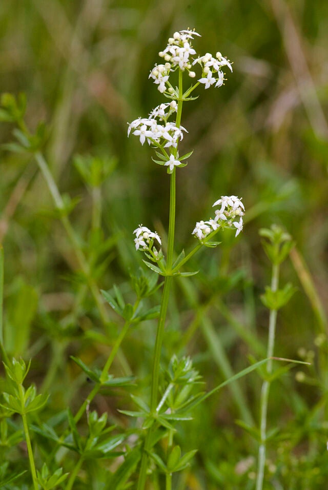 Glad walstro - Galium mollugo subsp erectum 100 zaden | Hobbytuin ...
