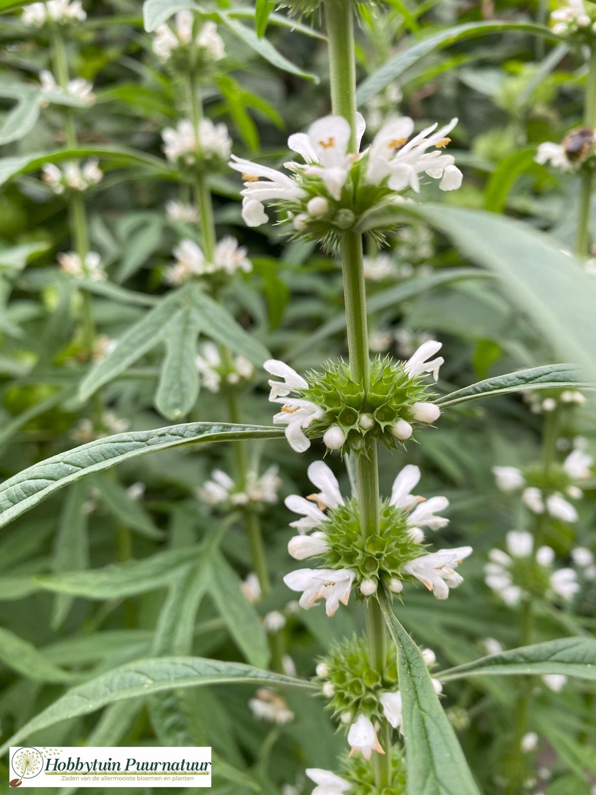 Hartgespan wit ECO - Leonurus sibiricus Alba 500 zaden | Hobbytuin ...