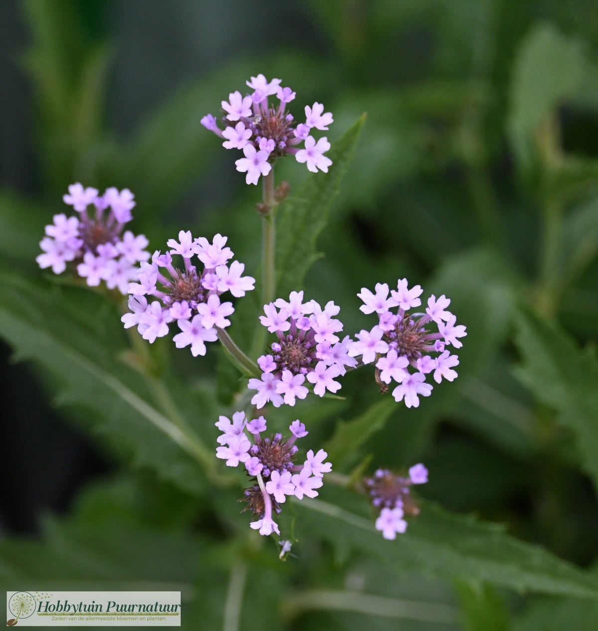 Ijzerhard Polaris ECO - Verbena rigida Polaris 50 zaden | Hobbytuin ...