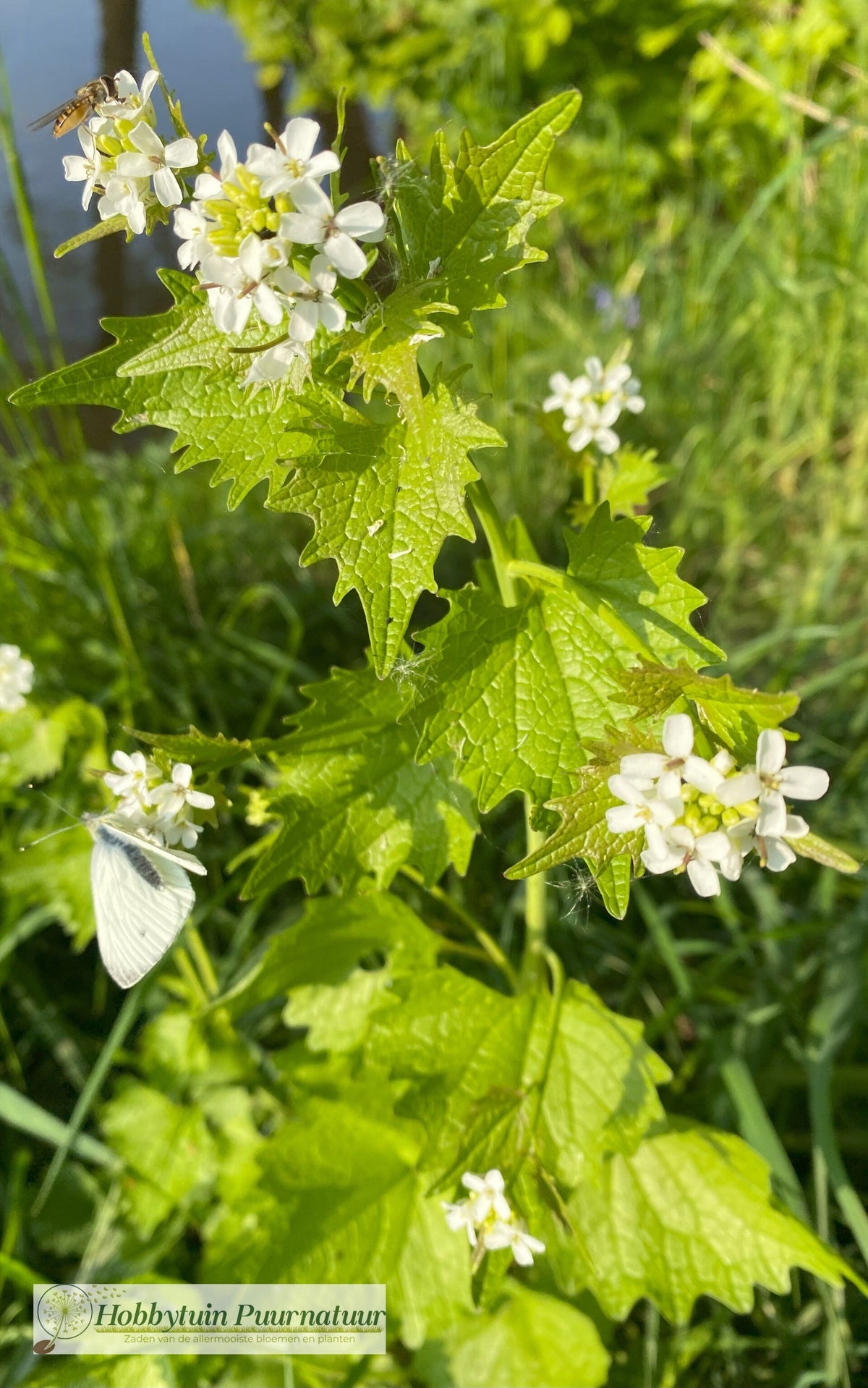Look-zonder-look - Alliaria petiolata 50 zaden | Hobbytuin Puurnatuur Zaden