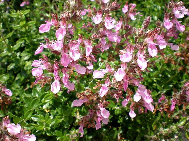 Echte Gamander - Teucrium chamaedrys 100 zaden | Hobbytuin Puurnatuur Zaden