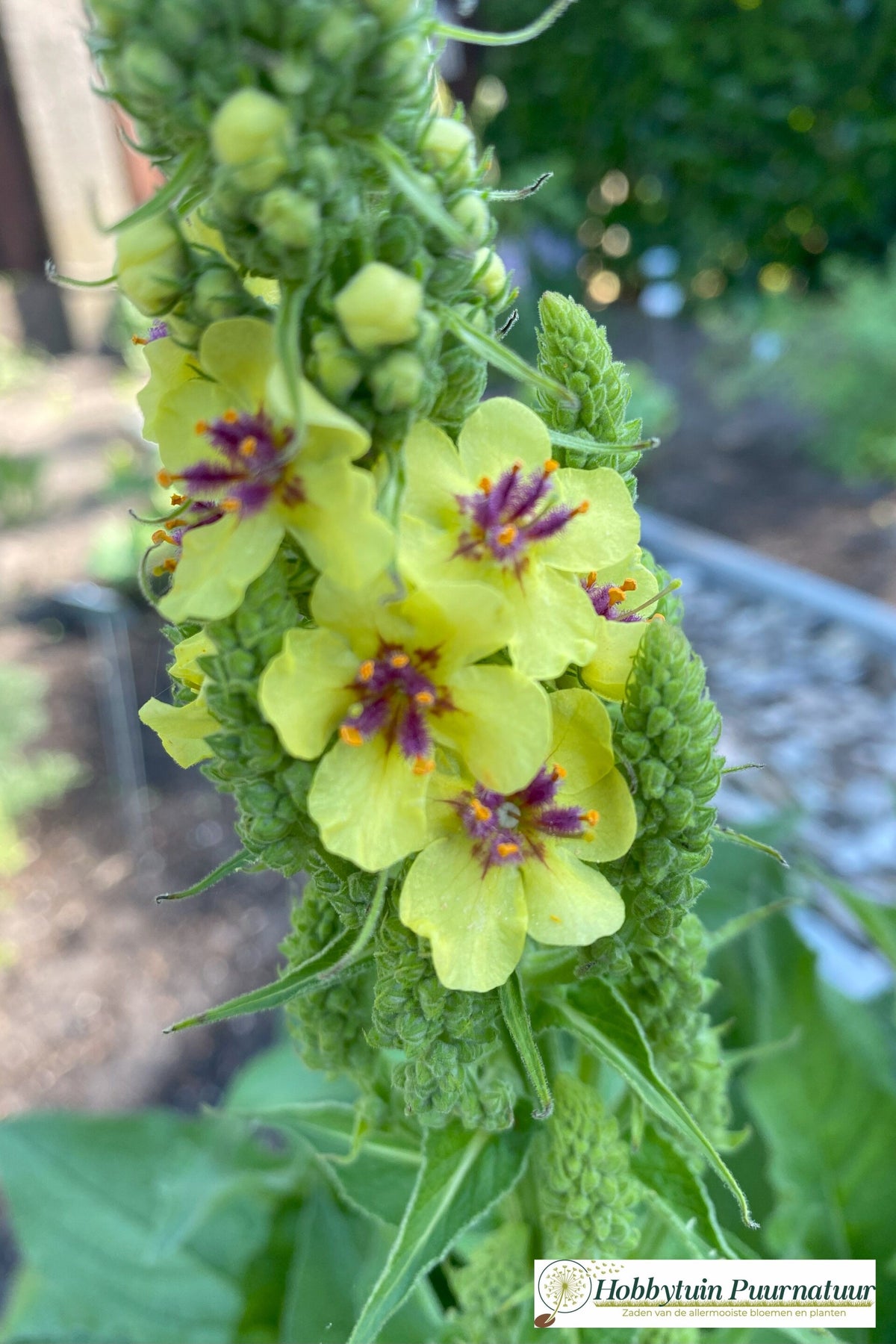 Zwarte Toorts - Verbascum nigrum 350 zaden | Hobbytuin Puurnatuur Zaden