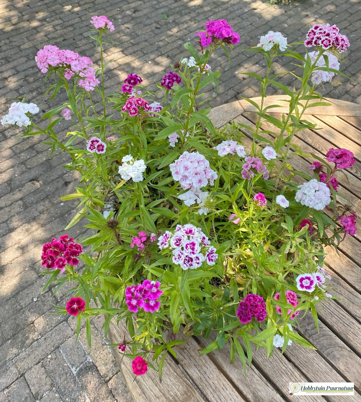 Duizendschoon hoog mix - Dianthus barbatus Super Duplex mixture 50 ...