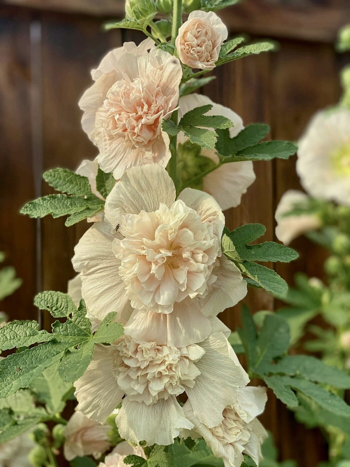 Stokroos champagne - Alcea rosea Majorette Champagne 25 zaden ...