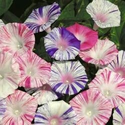 Klimmende winde | Hobbytuin Puurnatuur Zaden