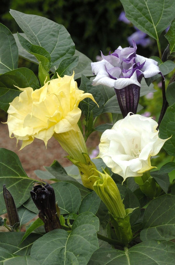 Doornappel mix - Datura metel Ballerina mix 15 zaden | Hobbytuin ...