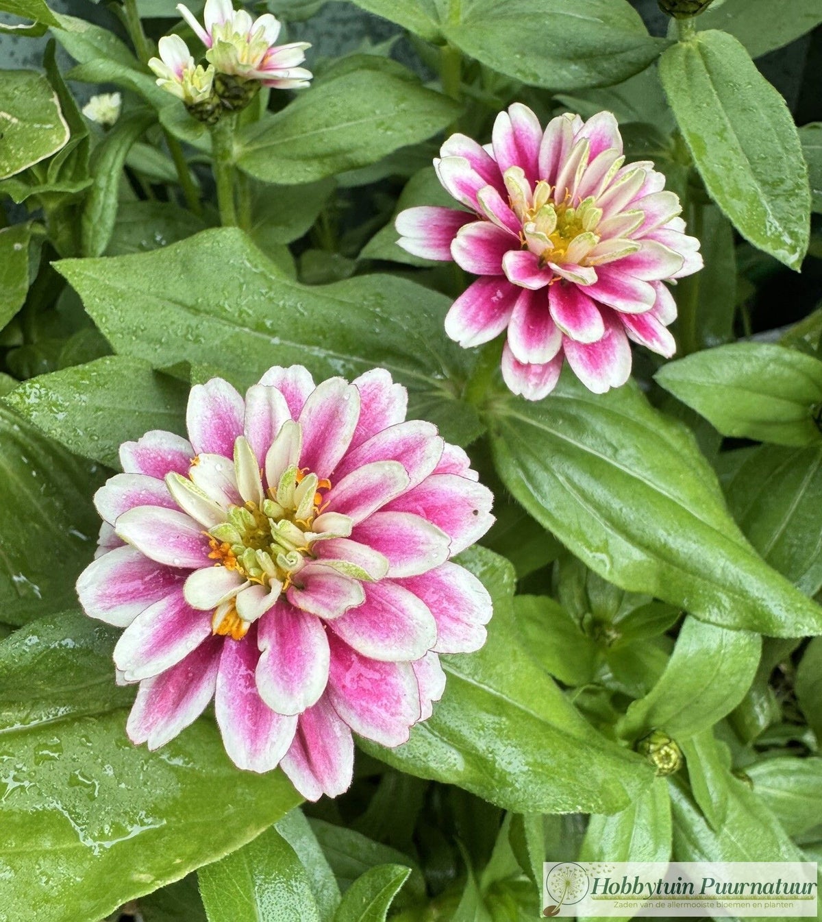 Zinnia roze-wit - Zinnia zahara Double Raspberry Ripple 25 zaden ...