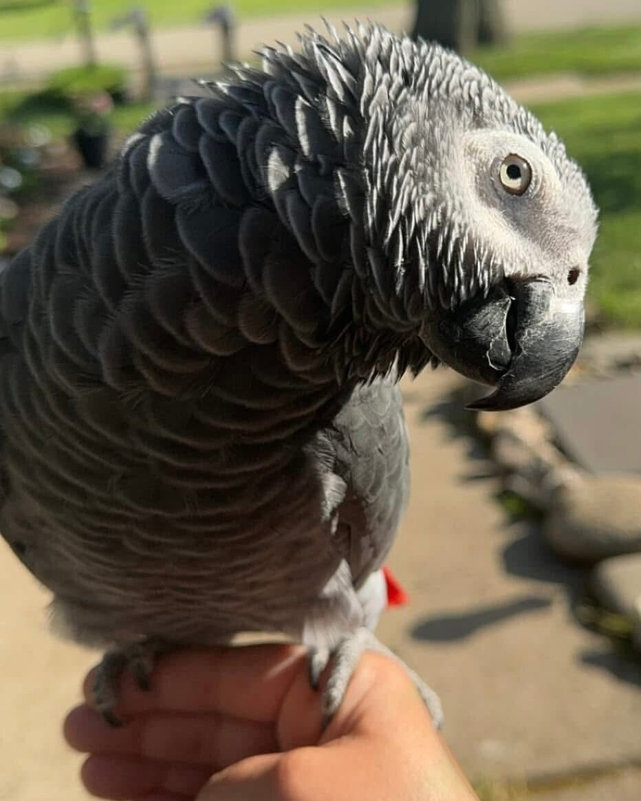 Land Of Illinois Parrot Rescue