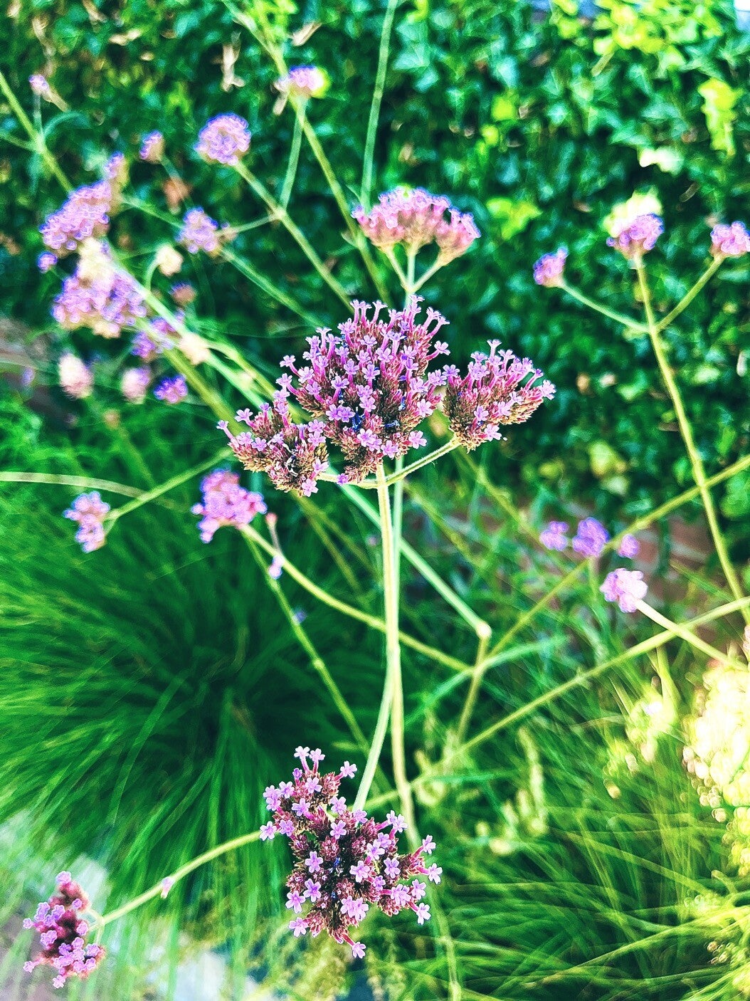 Studio Kontrast Tuindesign