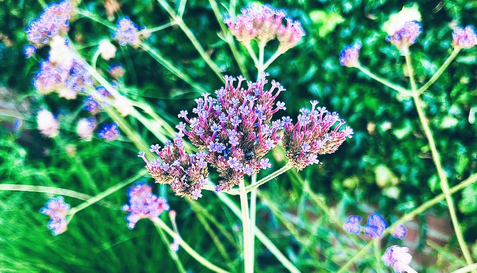 Studio Kontrast Tuindesign