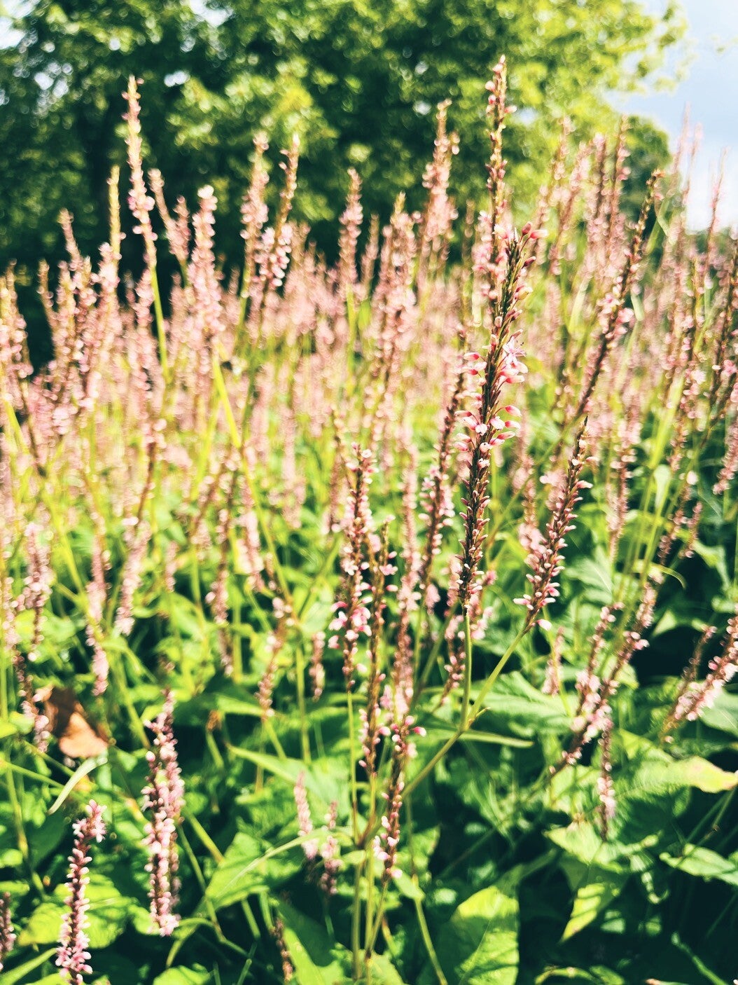 Studio Kontrast Tuindesign