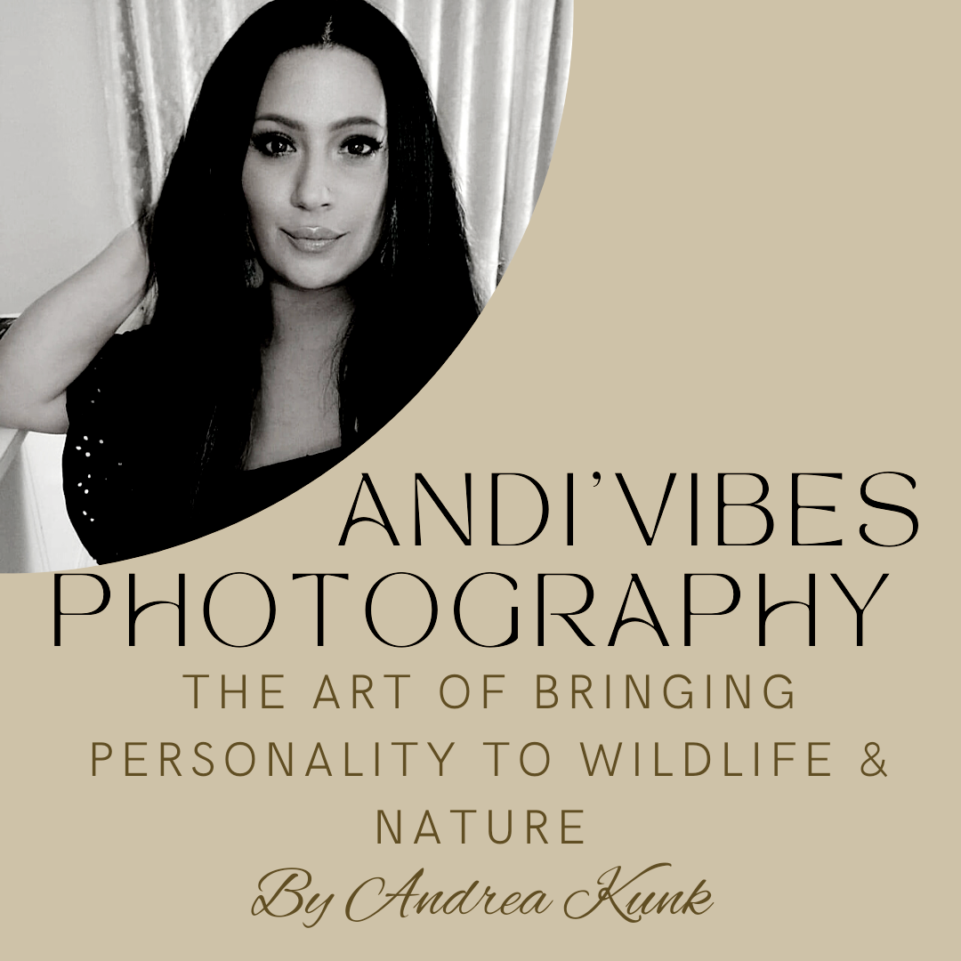 ANDI'VIBES PHOTOGRAPHY