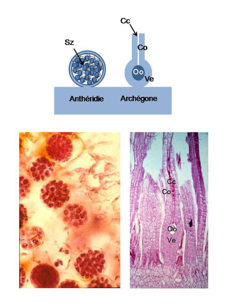 Caractéristiques des Embryophytes / Embryophytes | Diversité et ...