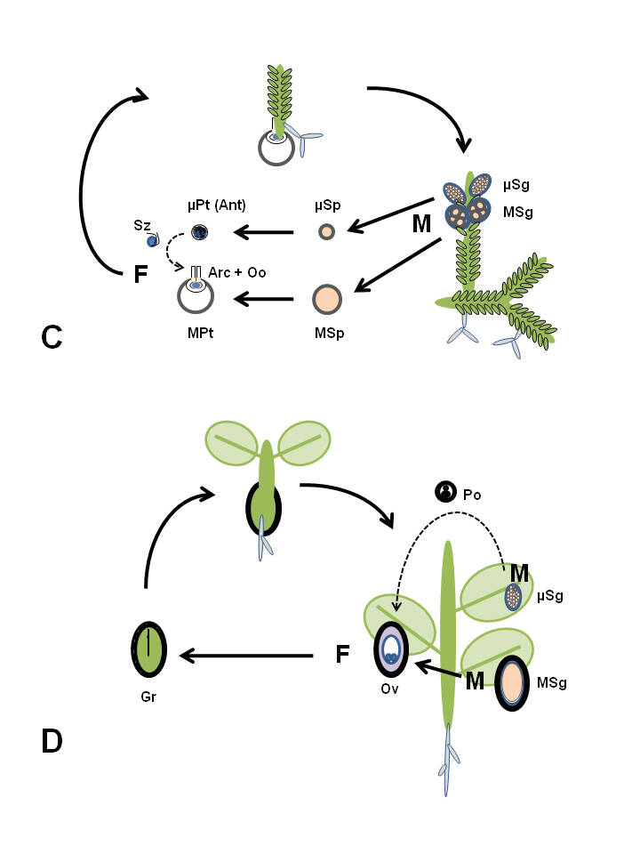 Diversité de la reproduction / Embryophytes | Diversité et ...