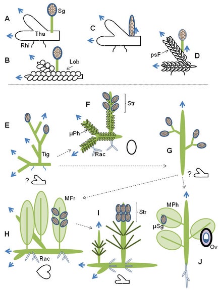 Diversité et évolution morphologique / Embryophytes | Diversité et ...