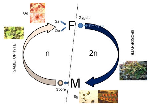 Caractéristiques des Embryophytes / Embryophytes | Diversité et ...
