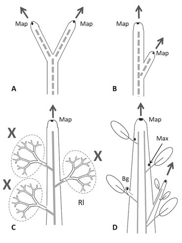 Euphyllophytes / Polysporangiophytes et Trachéophytes | Diversité et ...