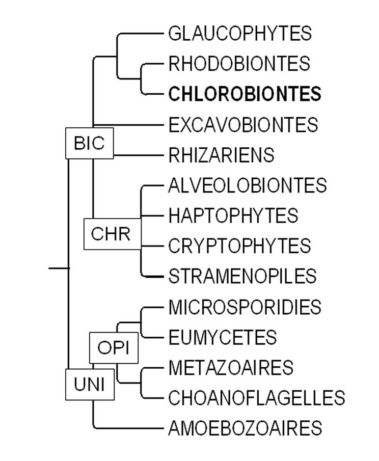 Embryophytes | Diversité et classification des plantes terrestres ou ...