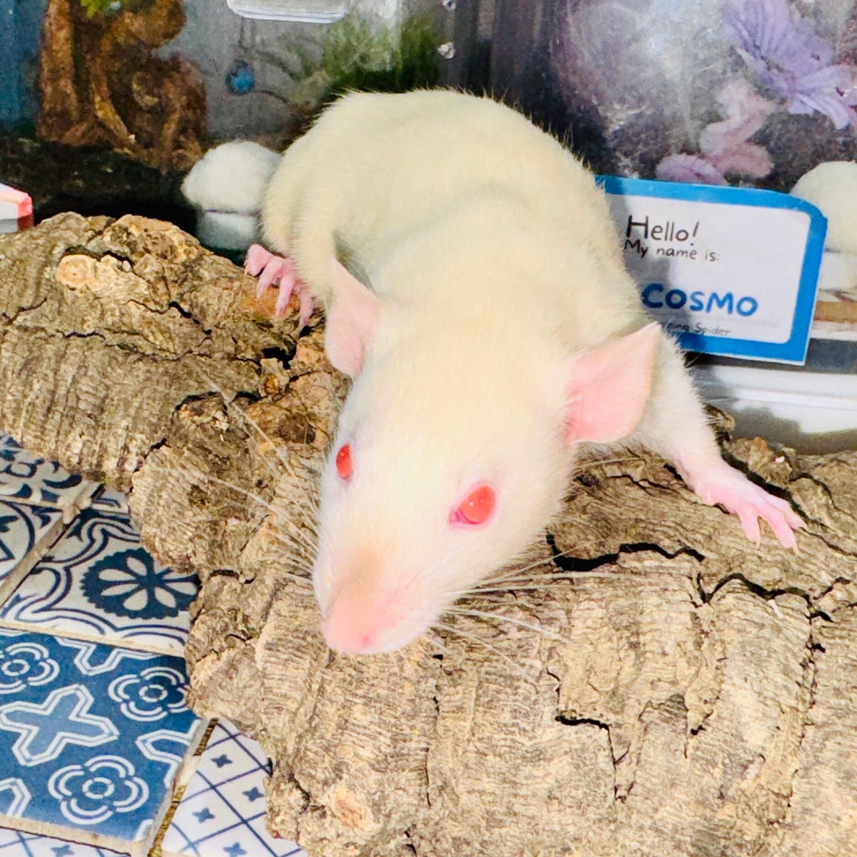 Our Fancy Rats / Our Breeding Stock | Cherokee Flats