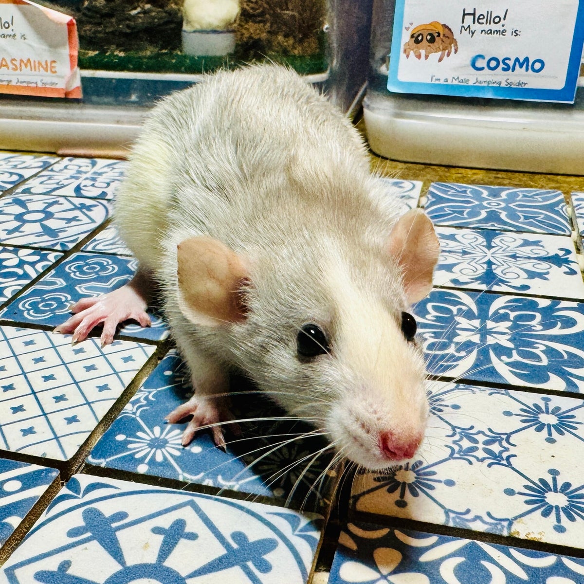 Our Fancy Rats / Our Breeding Stock | Cherokee Flats