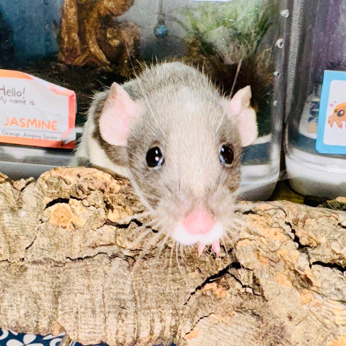 Our Fancy Rats / Our Breeding Stock | Cherokee Flats