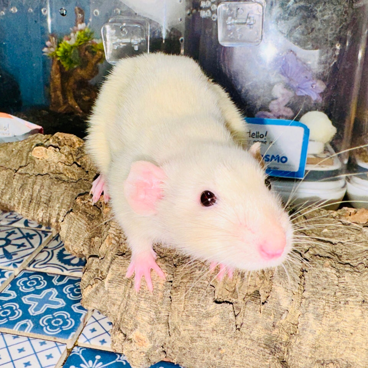 Our Fancy Rats / Our Breeding Stock | Cherokee Flats