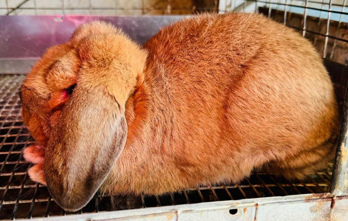 Mini Lop / Our Rabbits / Our Breeding Stock | Cherokee Flats