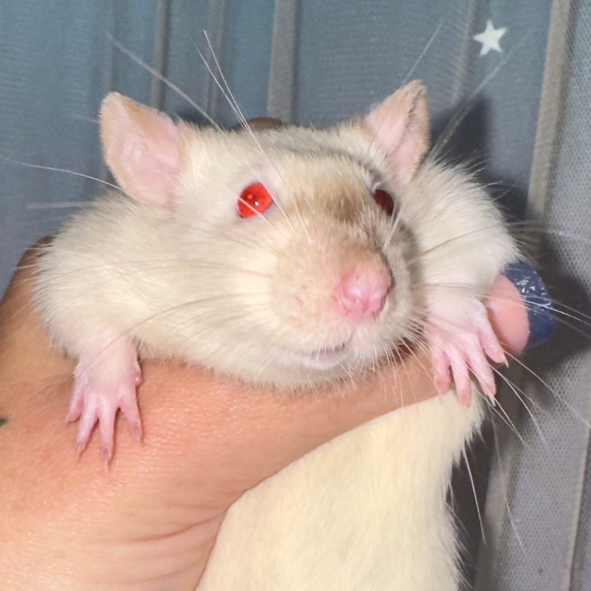 Our Fancy Rats / Our Breeding Stock | Cherokee Flats