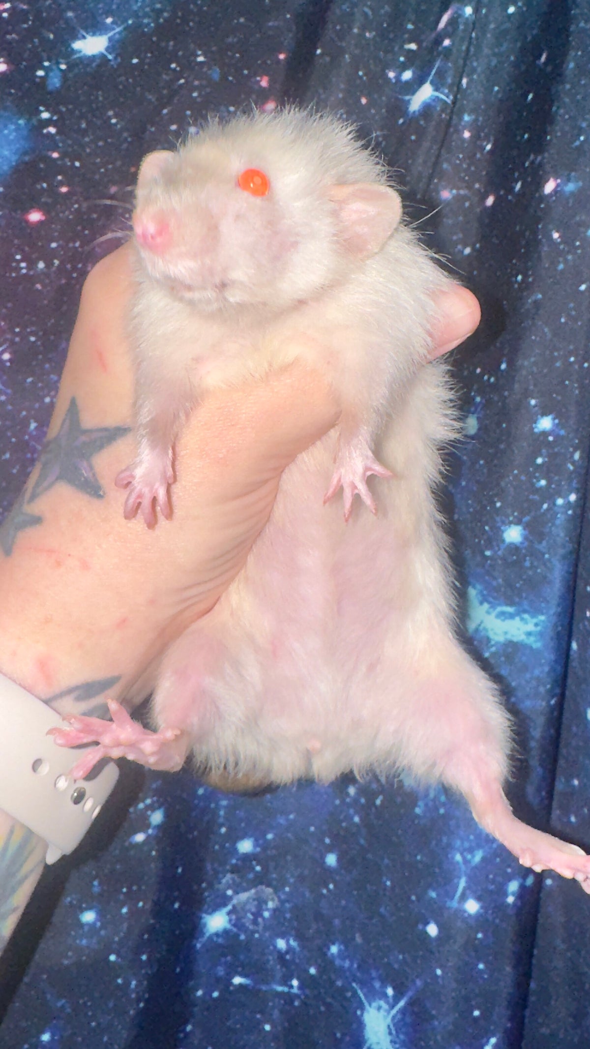 Our Fancy Rats / Our Breeding Stock | Cherokee Flats