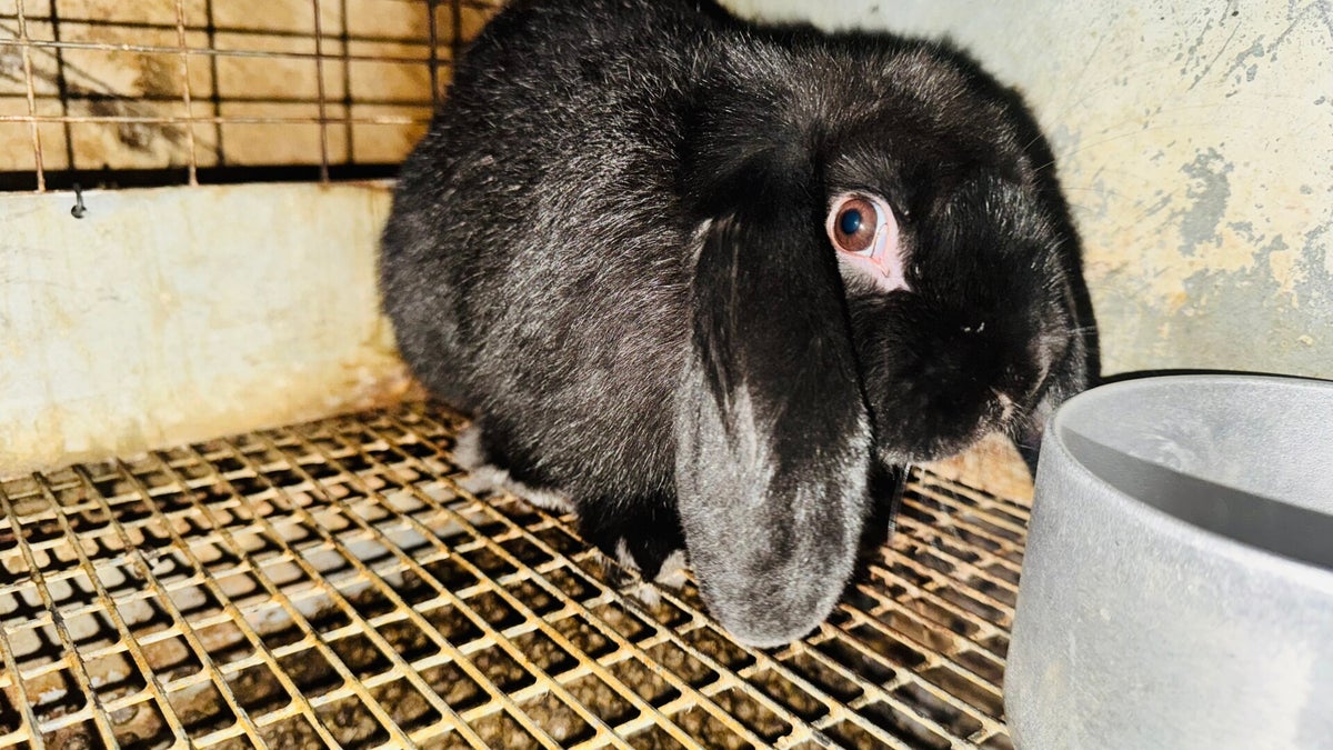 Available Rabbits / Available Animals | Cherokee Flats