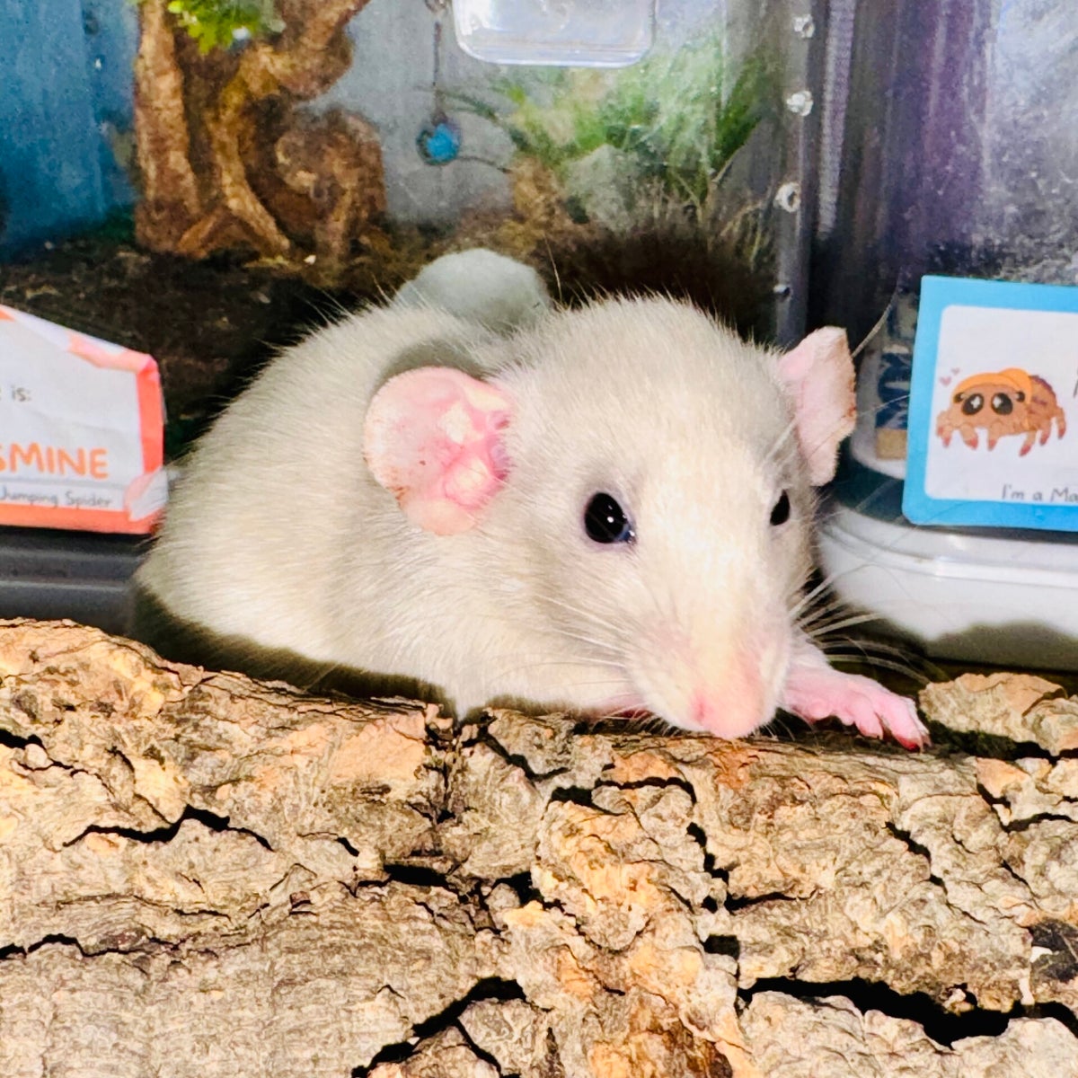 Our Fancy Rats / Our Breeding Stock | Cherokee Flats
