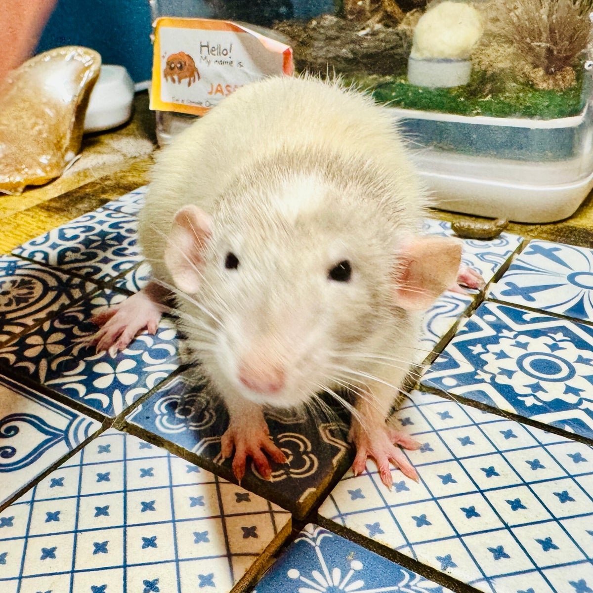 Our Fancy Rats / Our Breeding Stock | Cherokee Flats