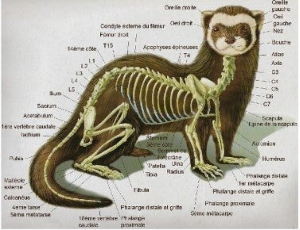 Morphologie et caractéristiques physiques / LE FURET - Informations ...