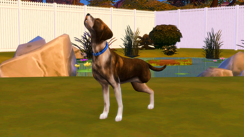 TOS Rescued Pets / General Terms & Conditions | echocreekadoptions