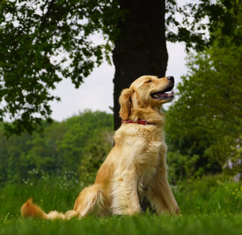 Onze honden | Van't Veenhof