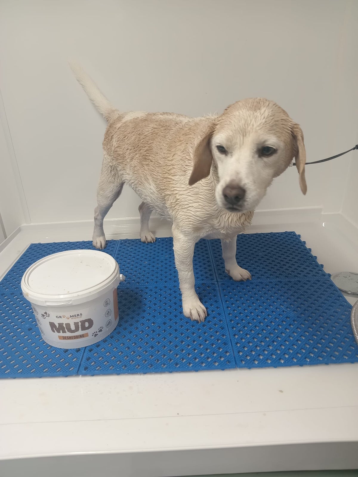 About Us | Pip Pop Dog Grooming Brackley