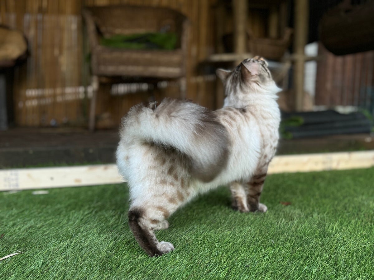 DreamWay Cashmere Bengal Cattery