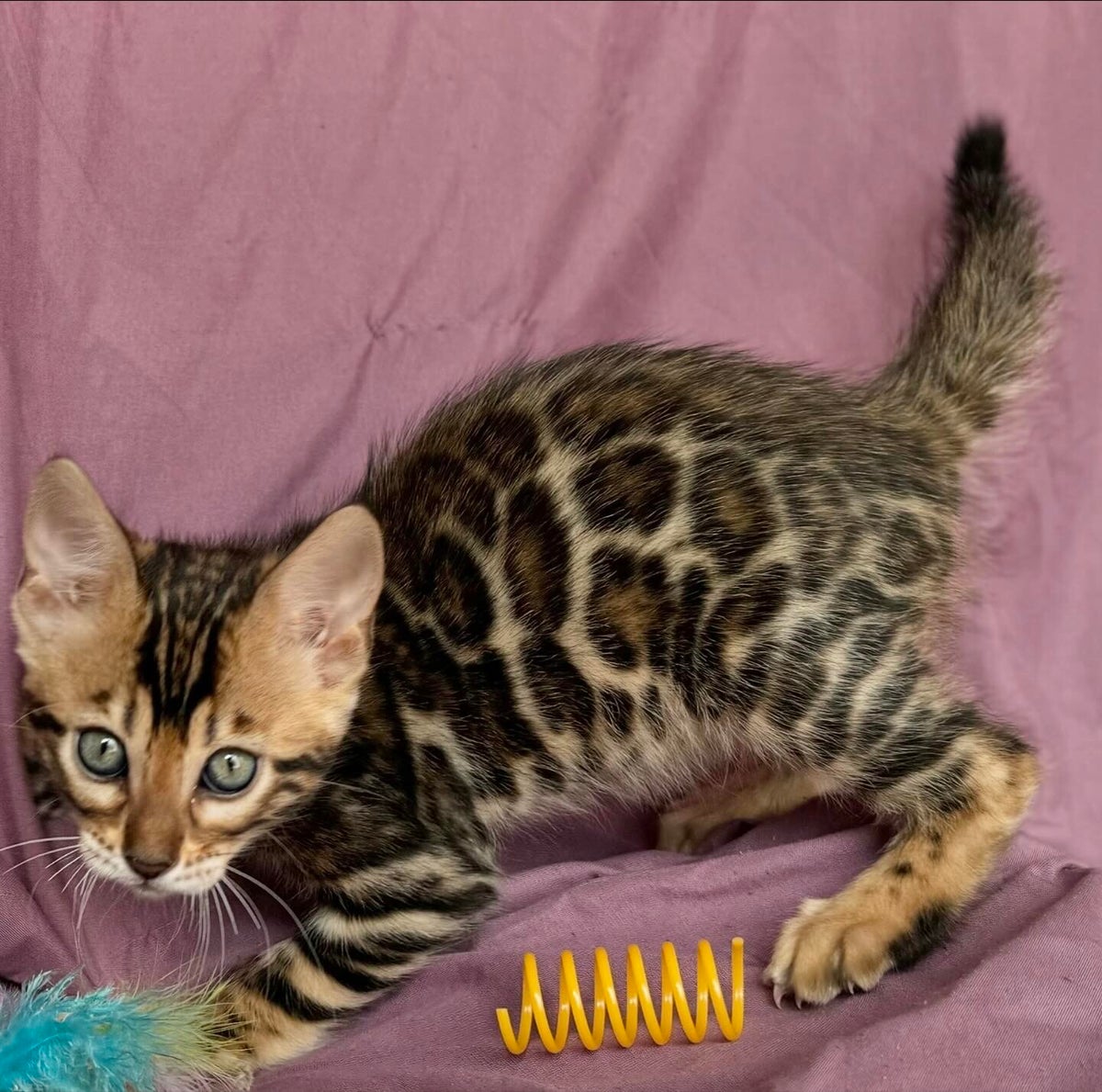 DreamWay Cashmere Bengal Cattery