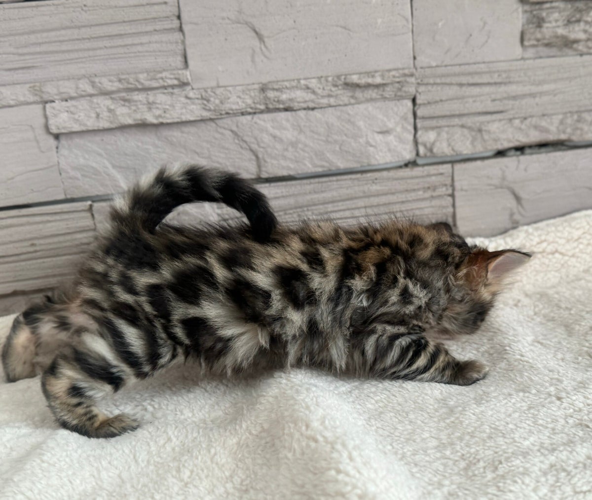 DreamWay Cashmere Bengal Cattery