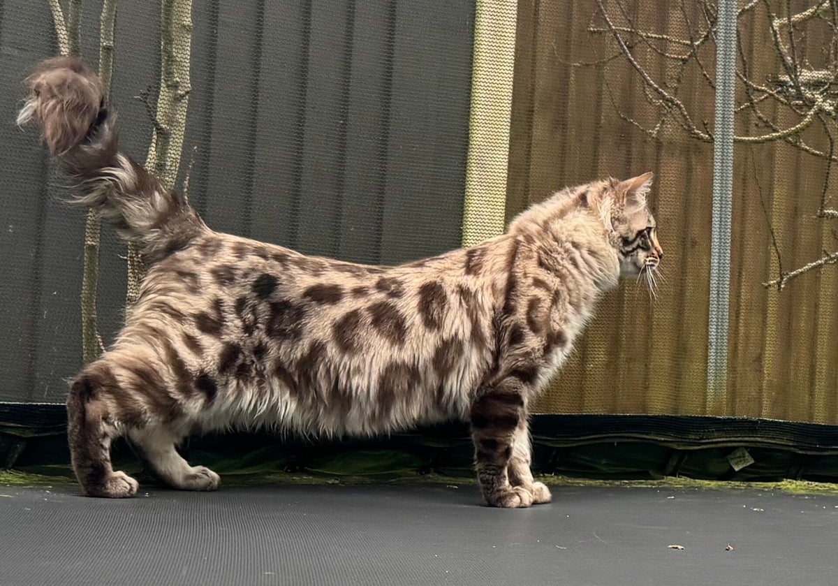 DreamWay Cashmere Bengal Cattery