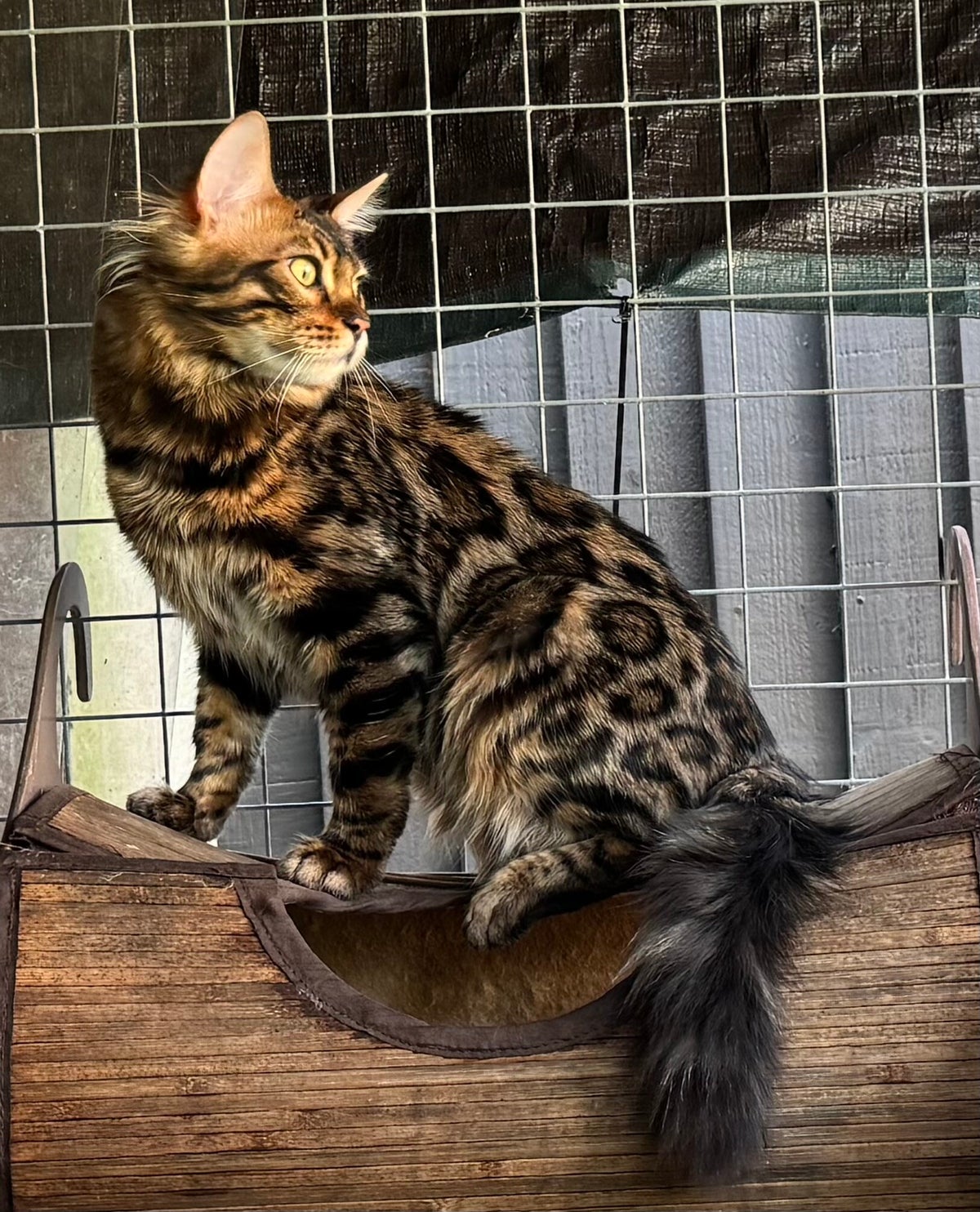 DreamWay Cashmere Bengal Cattery