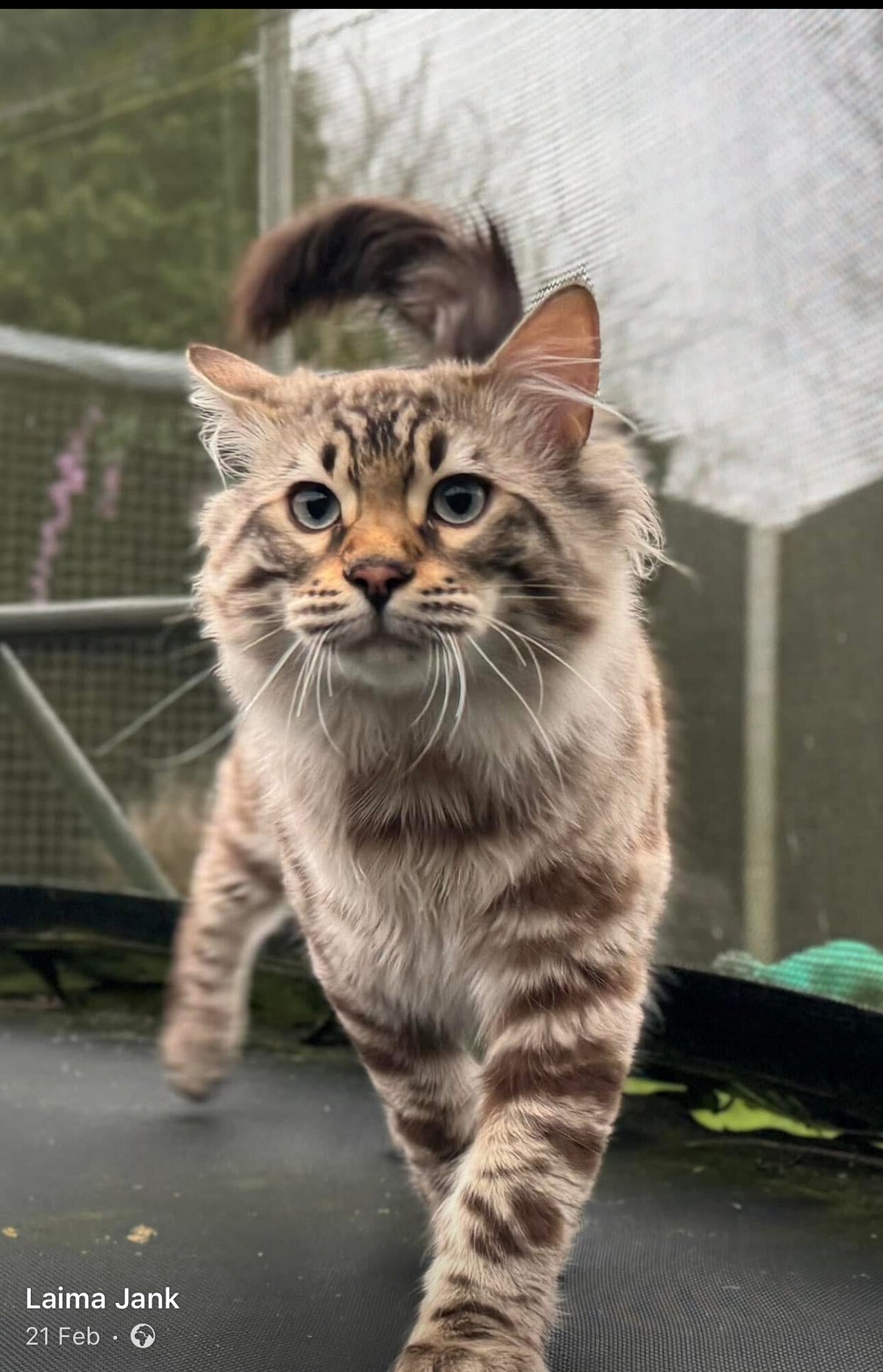DreamWay Cashmere Bengal Cattery