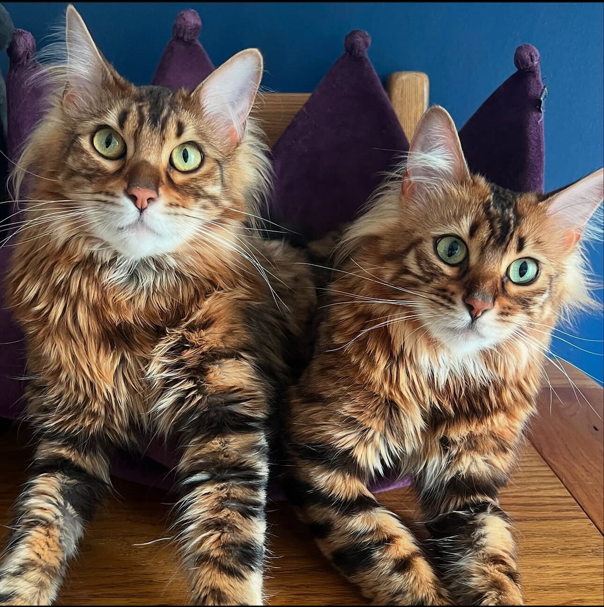 DreamWay Cashmere Bengal Cattery