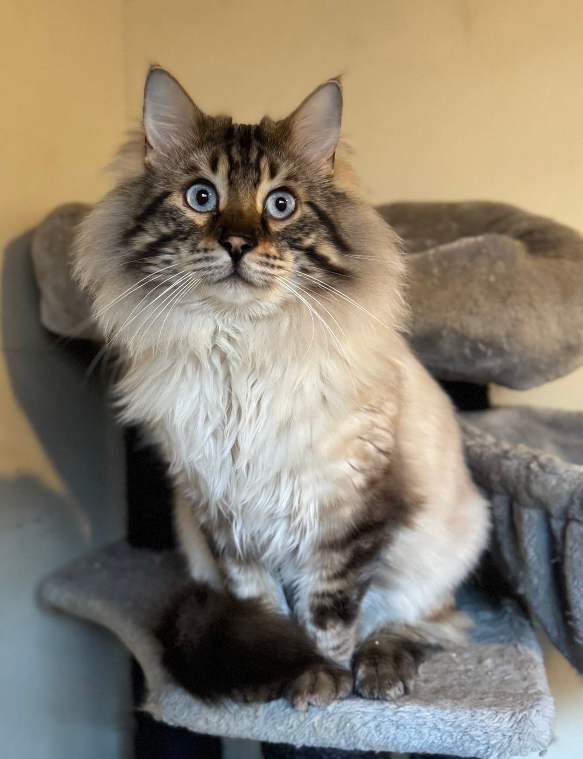 DreamWay Cashmere Bengal Cattery