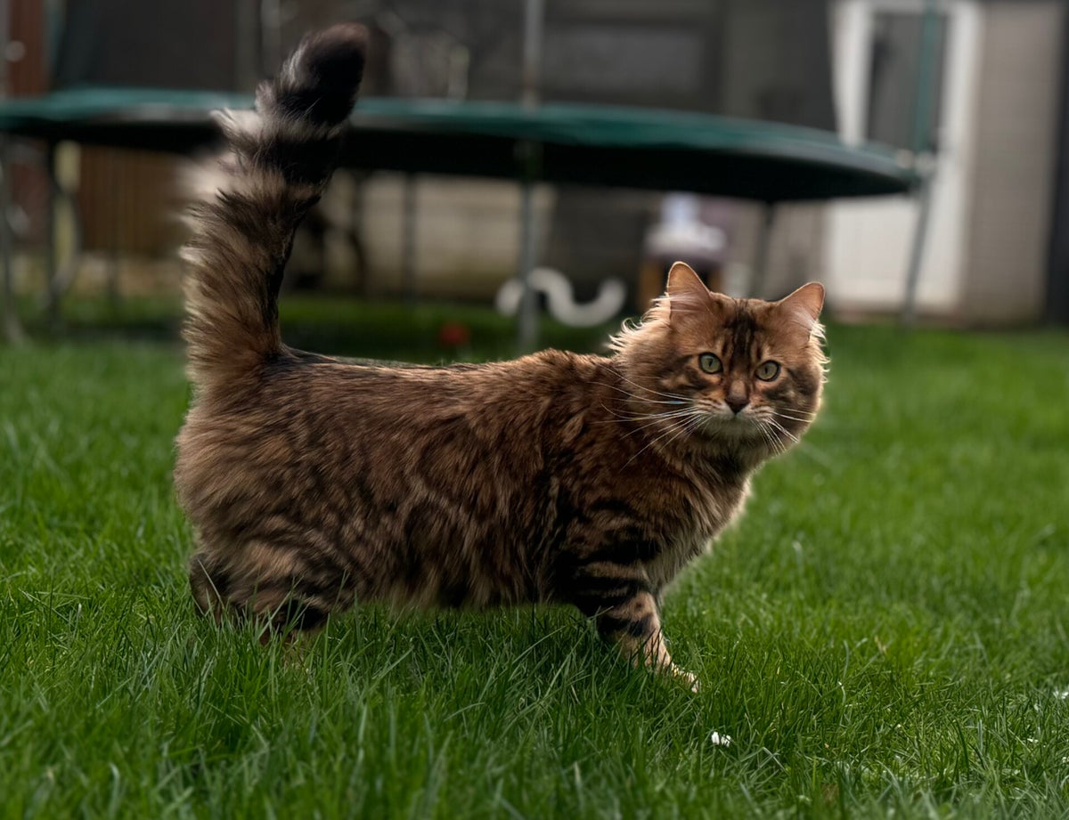 DreamWay Cashmere Bengal Cattery