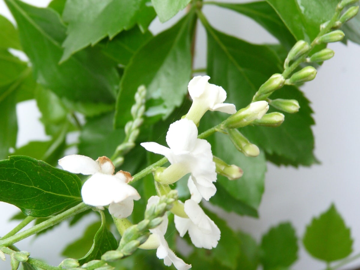 Duranta repens Alba | plantjekopen.com