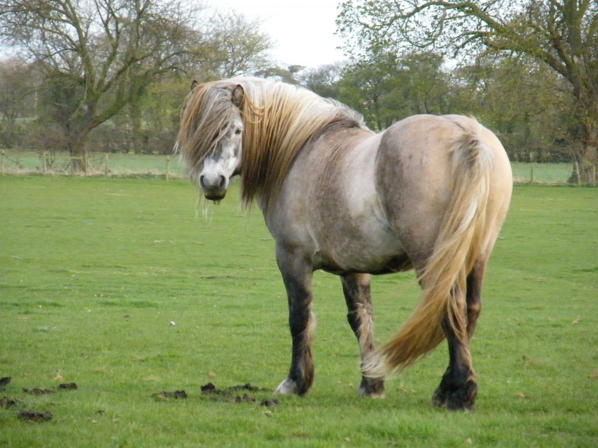 Highland pony / Paardenrassen | Nederlandsepaardenblog