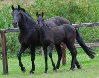 Menorcaanse Paard / Paardenrassen | Nederlandsepaardenblog