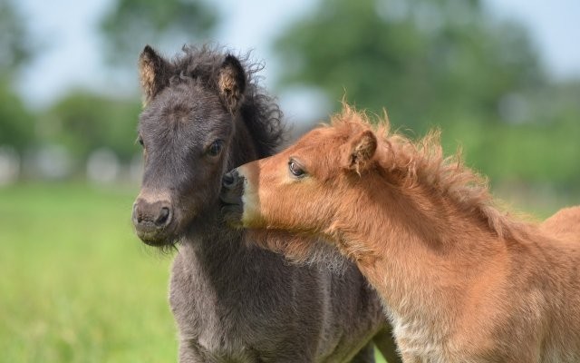 Shetlander / Paardenrassen | Nederlandsepaardenblog